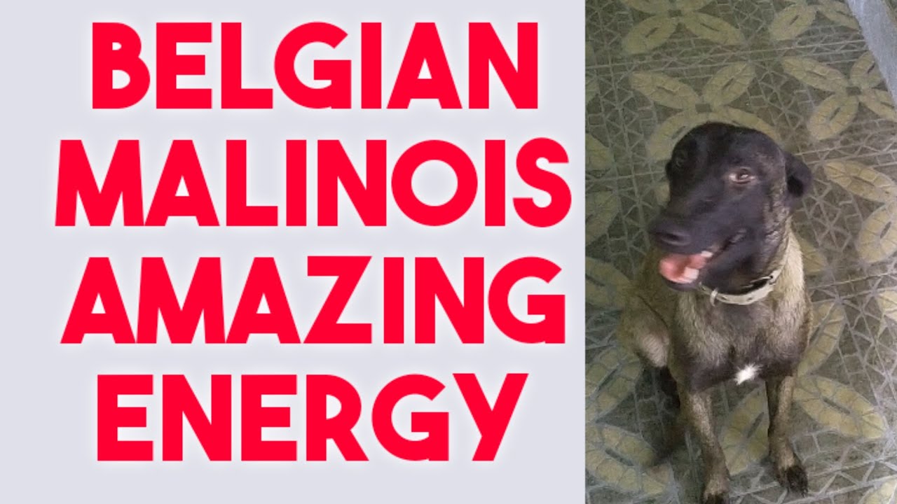 MY BELGIAN MALINOIS MORNING ROUTINE | BEST DOG BUDDY - YouTube