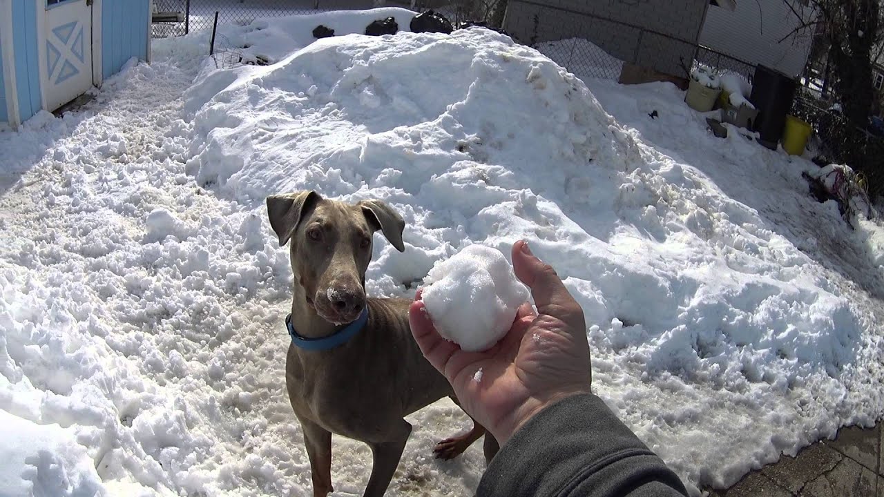 Rocky loves snowballs - YouTube