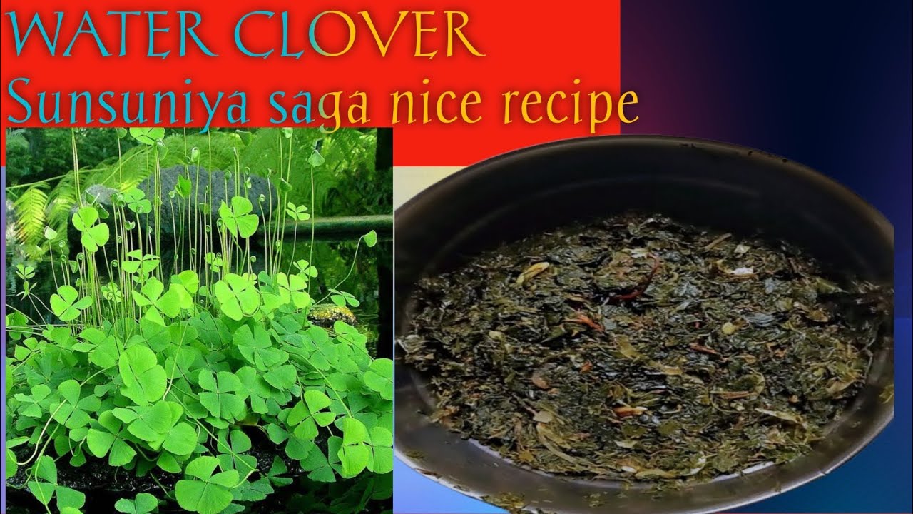 WATER CLOVER . Sunsuniya saga vajha Recipes who to you tube video...l# ...
