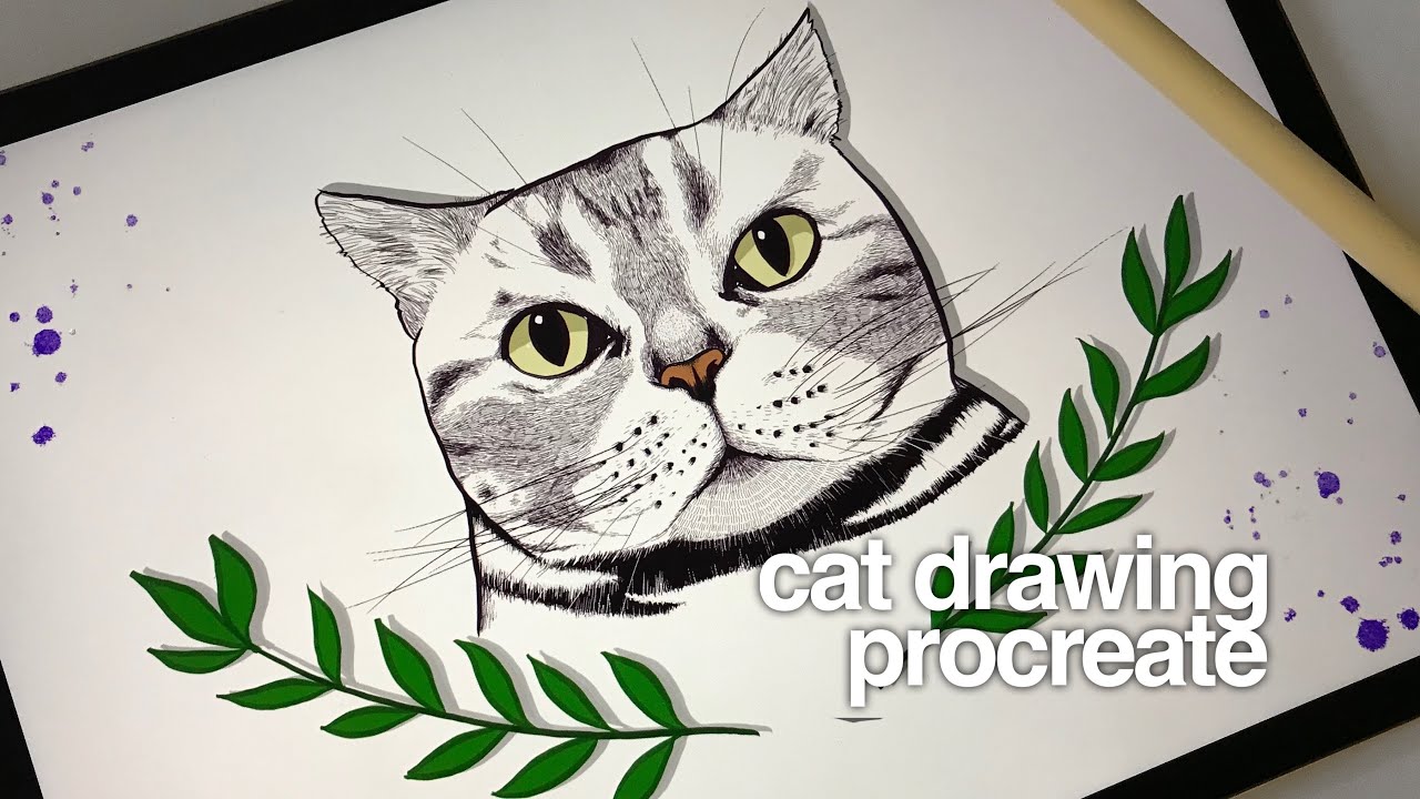 Cat Drawing | Procreate - YouTube
