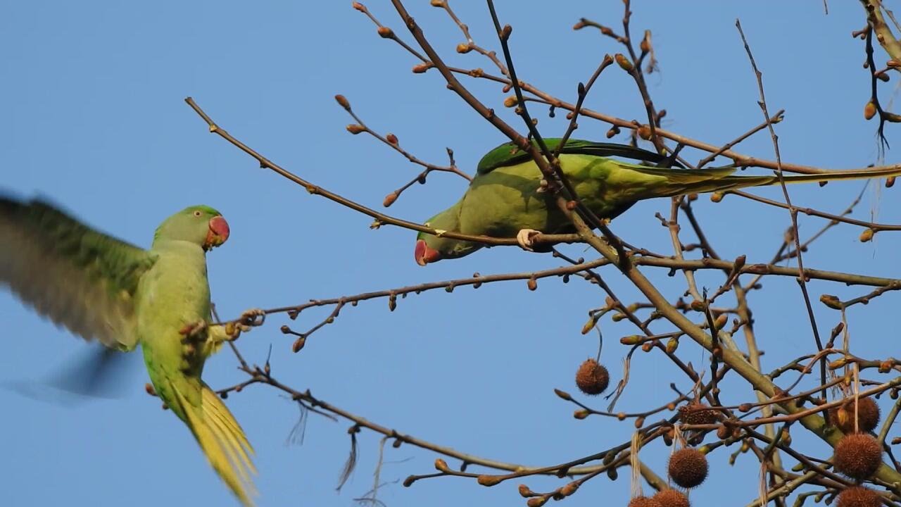 Großer Alexandersittich u. Halsbandsittich. Germany / Wiesbaden ...