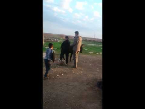 Eşek ten düşme animiz .. Eyyüp çiçek