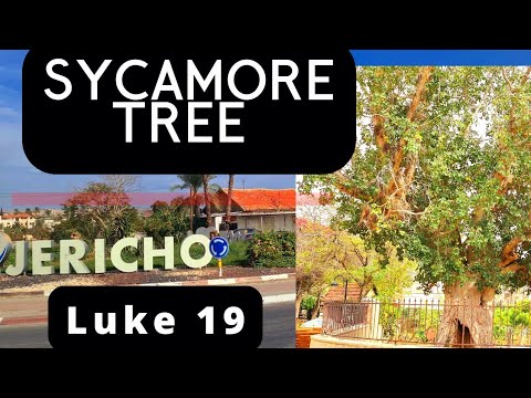 JERICHO. ZACCHAEUS climbs a tree to see JESUS. Let's Visit The Sycamore ...