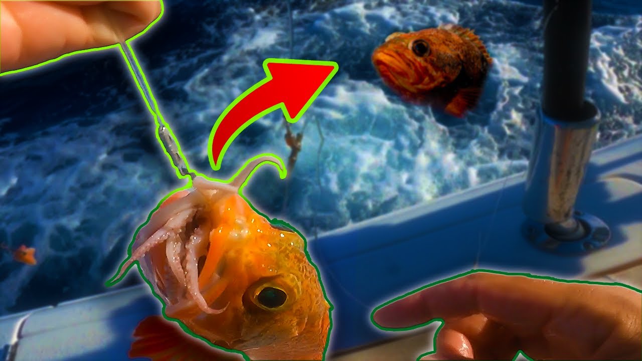 Deep Dropping off Marathon for these YUMMY orange fish - YouTube