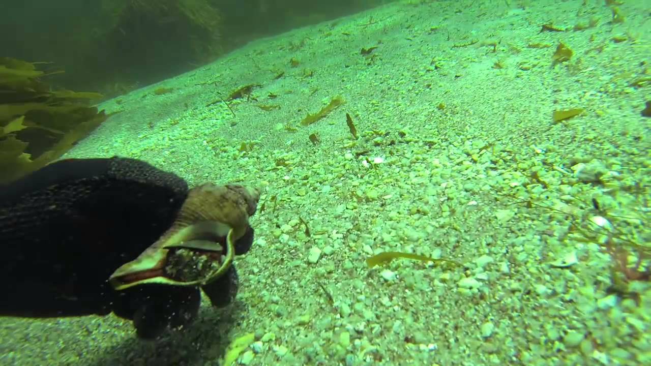 Diving for Crayfish at George Rocks Tasmania. - YouTube