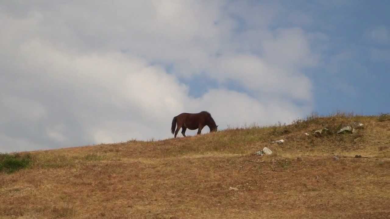 The wild horse of cape Toi.wmv - YouTube