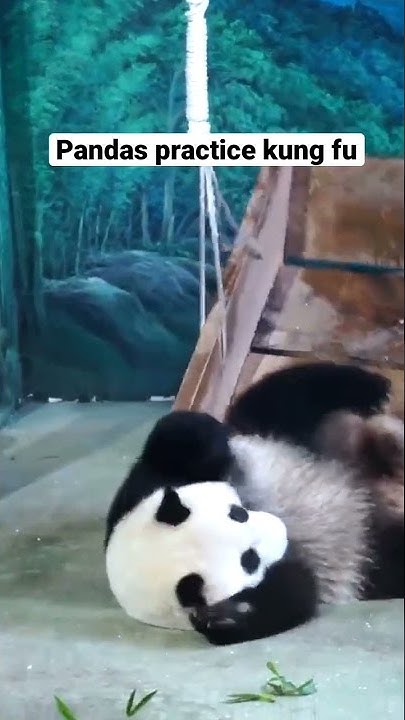 Pandas practice kung fu #shorts - YouTube