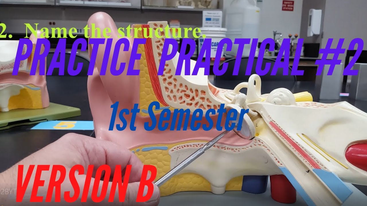 A&P PRACTICE PRACTICAL: 1st Semester Practice Practical #2 Version B ...
