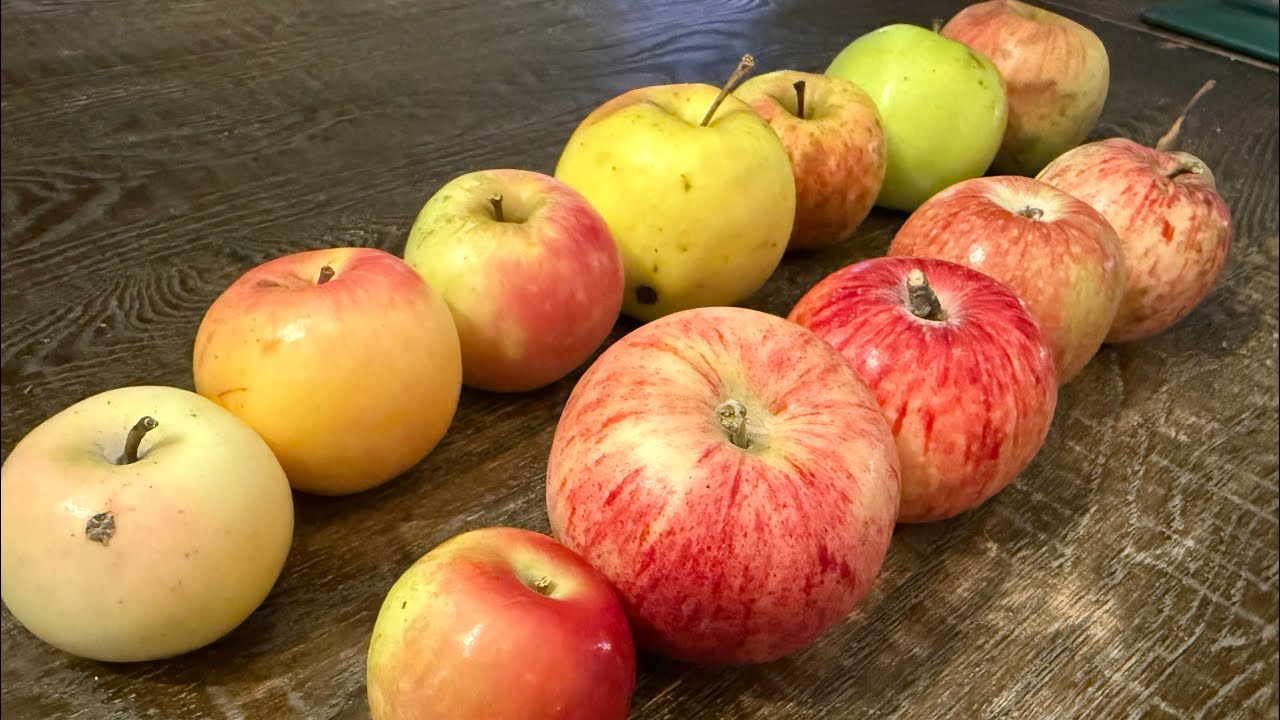 Tasting Apples From Our Most Recent Adventure Apple Hunting - YouTube