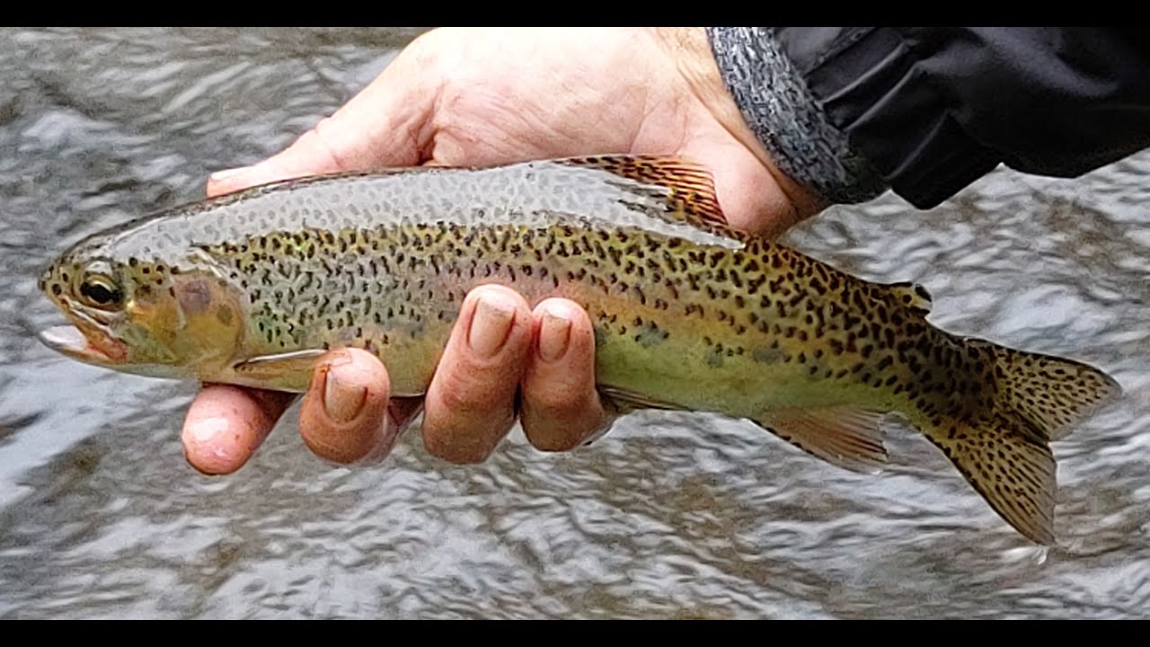 Big Rainbows Fly Fishing In Bright And Surrounds, Victoria. - YouTube