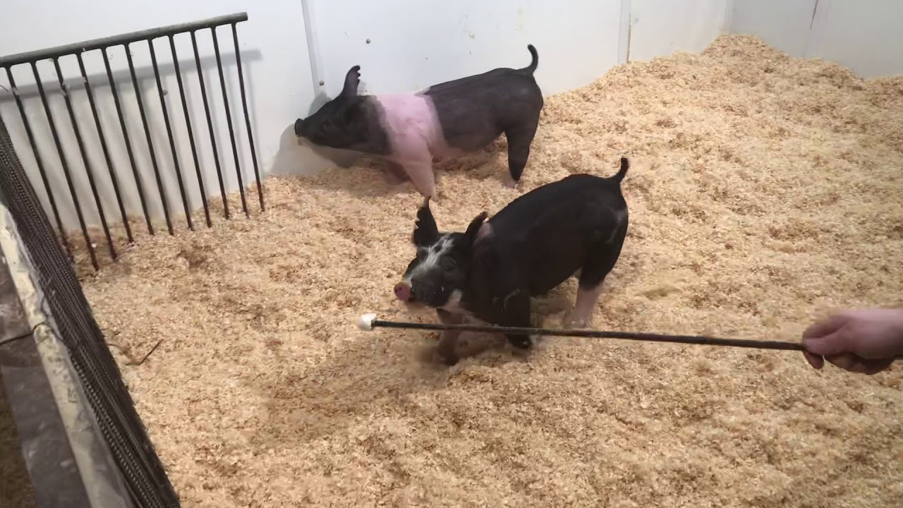 5-4 Berk Boar - YouTube