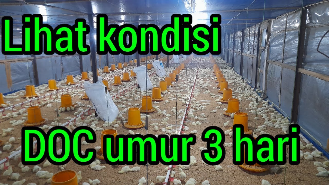 DOC ayam broiler umur 3 hari - YouTube