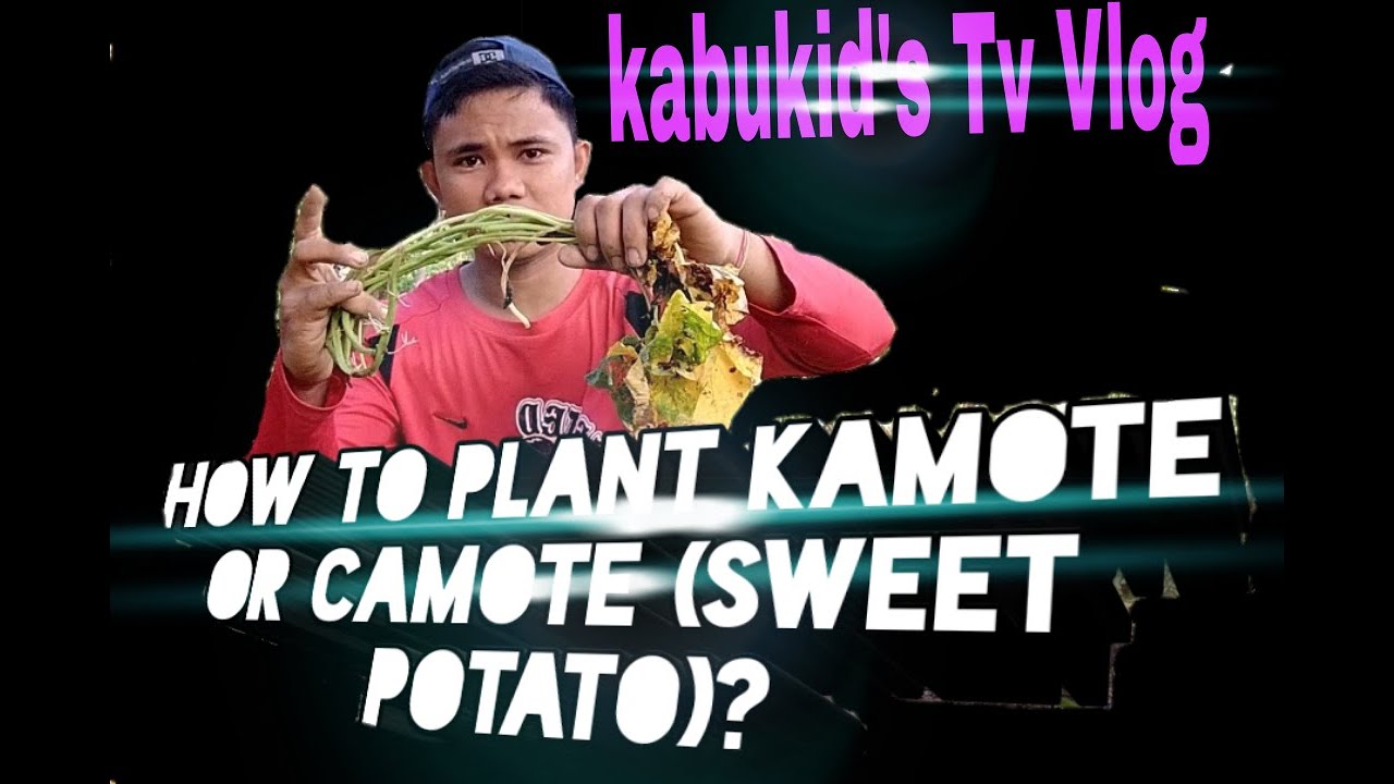 How to plant Kamote or Camote?(sweet potato) - YouTube