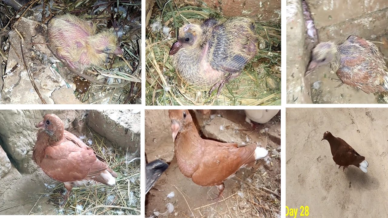 Baby Pigeon Growth Day To Day 31 Day Progress Episode 12 || Pigeons ...