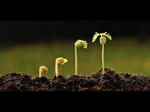 GERMINA SEMILLAS CON ESTA TECNICA - YouTube