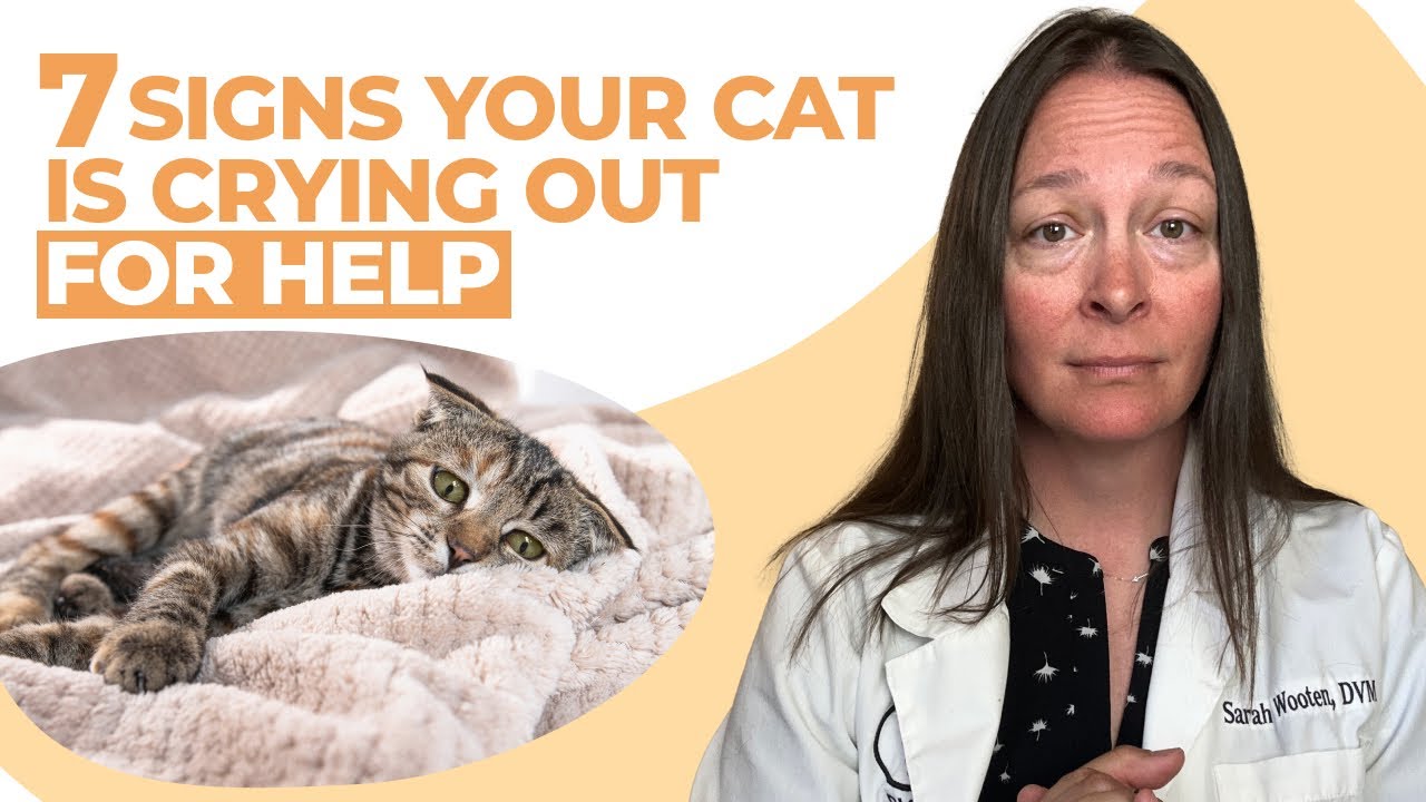 7 Signs Your Cat Is Crying Out for Help - YouTube