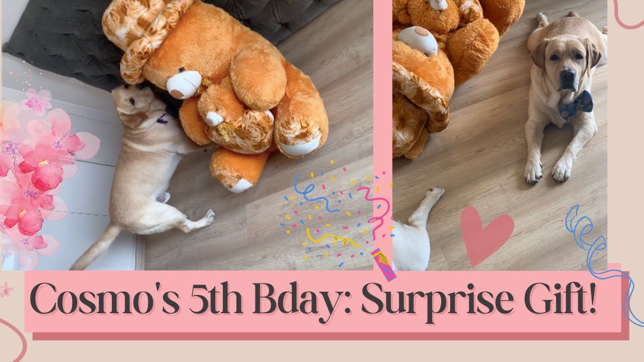 Dog Reacts to Surprise Favourite Teddy Bear Birthday Gift | Cosmo&Cassy ...