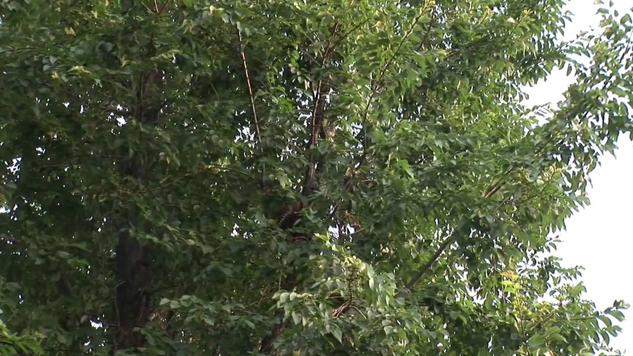 Ball in Tree Punt Save - YouTube