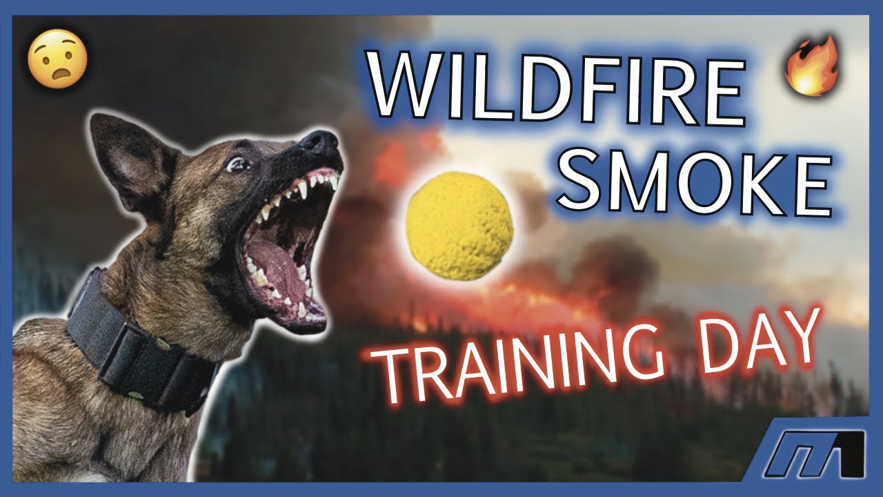 Vlog with Alex wildfire smoke - YouTube