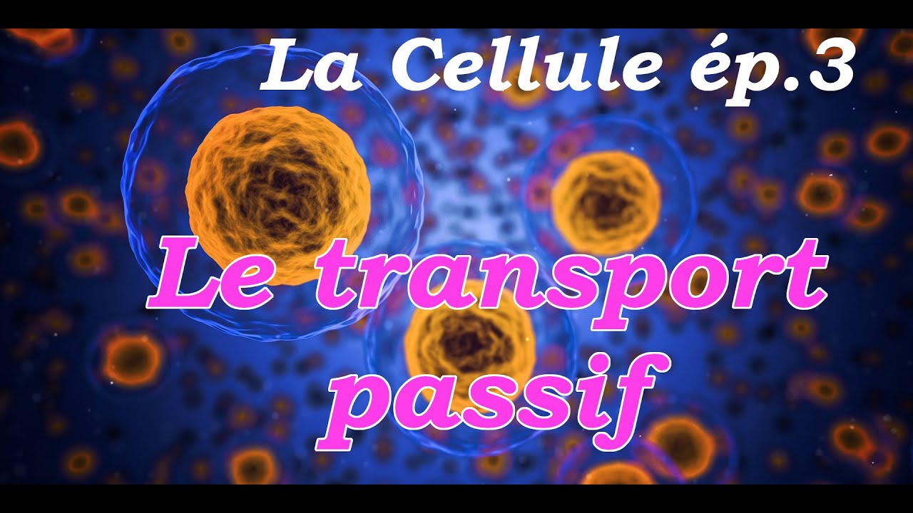 Transport passif cellulaire: comment nos cellules mangent et respirent ...