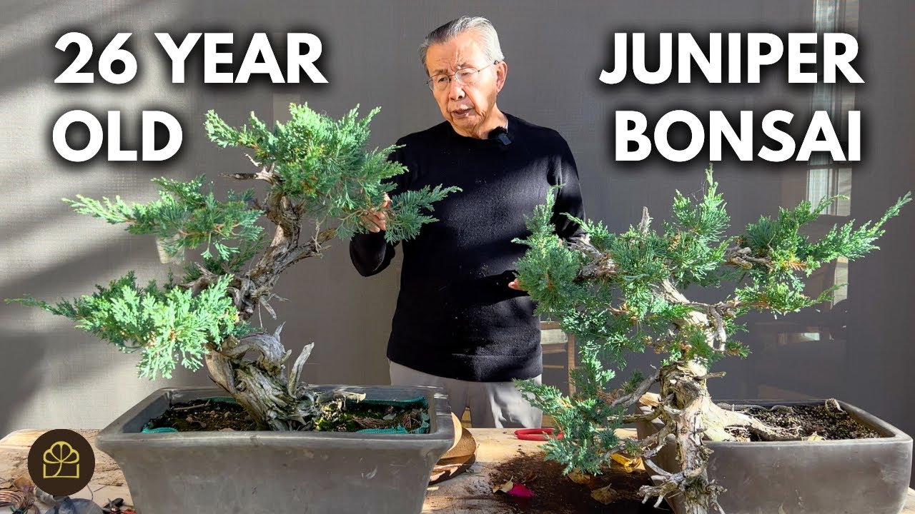 Everything to Know About Making Juniper Bonsai: Wiring, Forming Bonsai ...