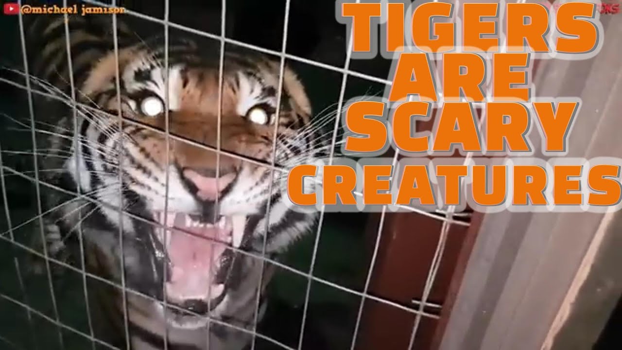 Tigers are Scary Creatures - YouTube