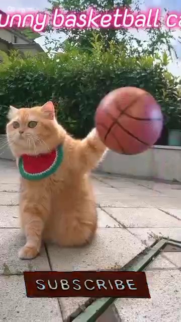 NBA cat - YouTube