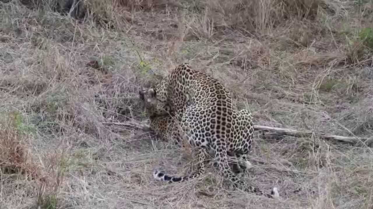 Oh my spots! Leopards mating... - YouTube