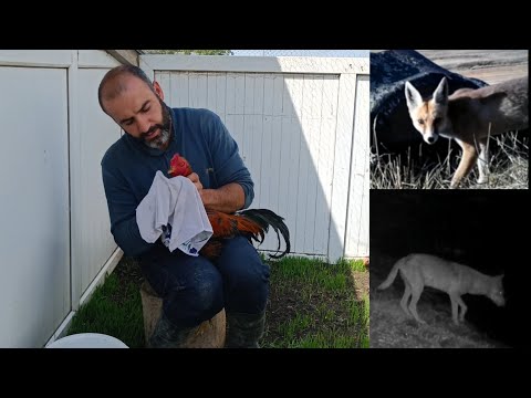 Hint horozlarına özel günlük bakım / Vahşi kurt görüntüleri ve doğada ki yaban hayvanlarını besleme