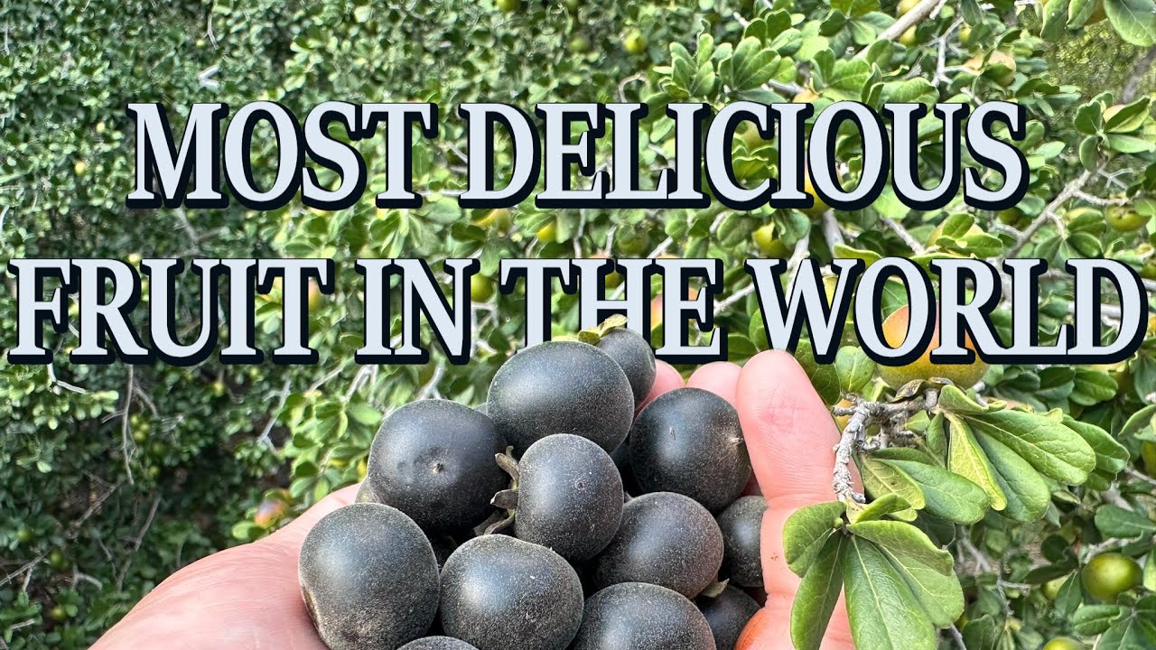 This fruit tastes like chocolate plum pudding. - YouTube