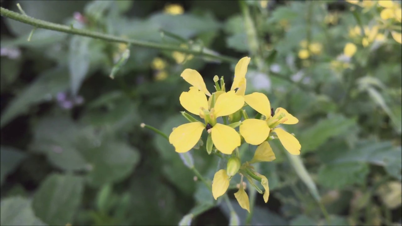 Witte mosterd (Sinapsis alba) - 2017-07-25 - YouTube