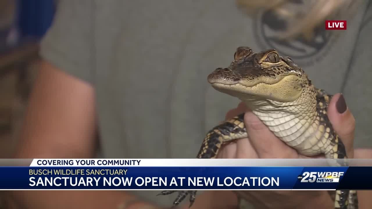 Busch Wildlife Sanctuary opens at new location - YouTube