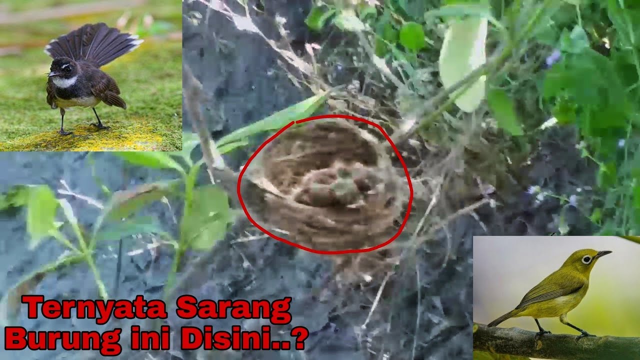 Ciri-ciri Sarang Burung Sikatan dan Pleci - YouTube