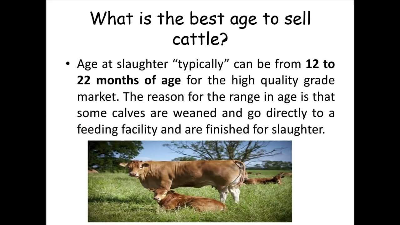 Biology presentation-cattle farming - YouTube