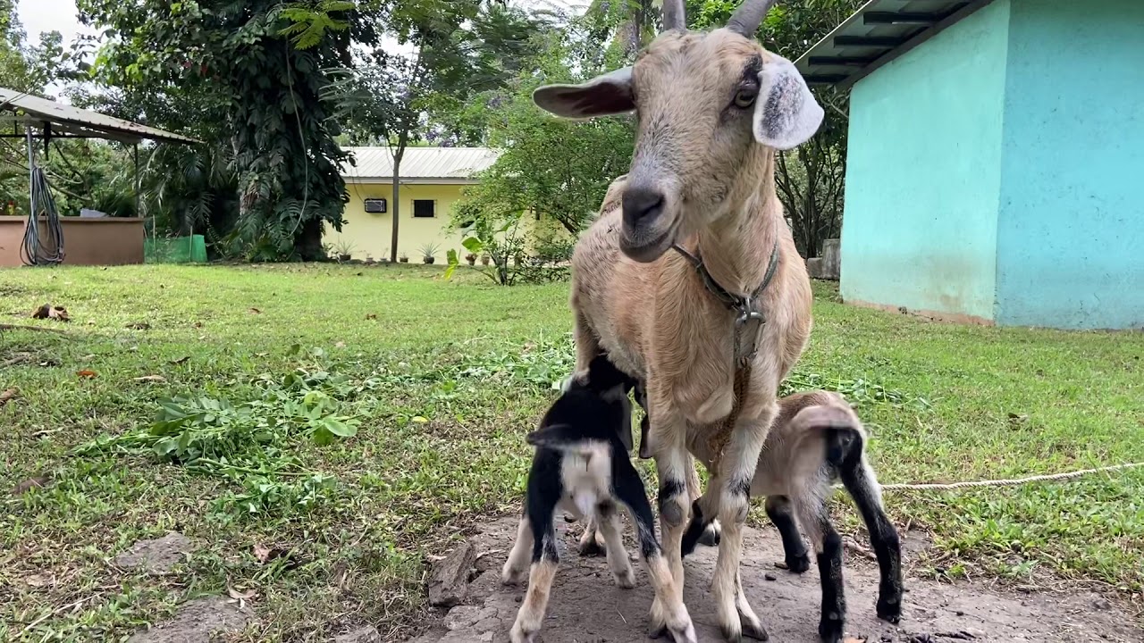 Vlog144: HOW MOTHER GOAT NURSE HER KIDS | CUTE KIDS PLAYING | filipina ...