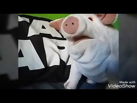 Pigsly. Welcome to my life - YouTube