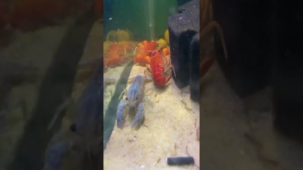 Mexican Dwarf Crayfish Lobster - YouTube