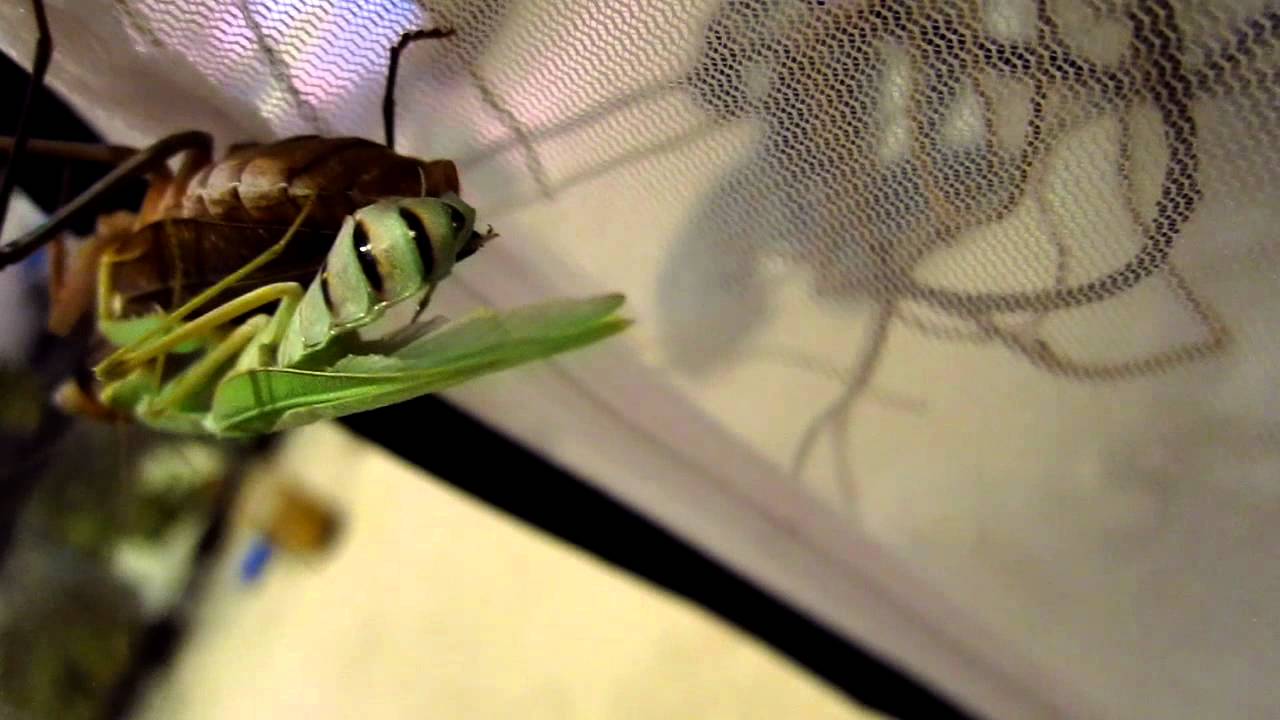 Sphodromantis Lineola - African Mantis Leap of Faith Mating 3 - YouTube