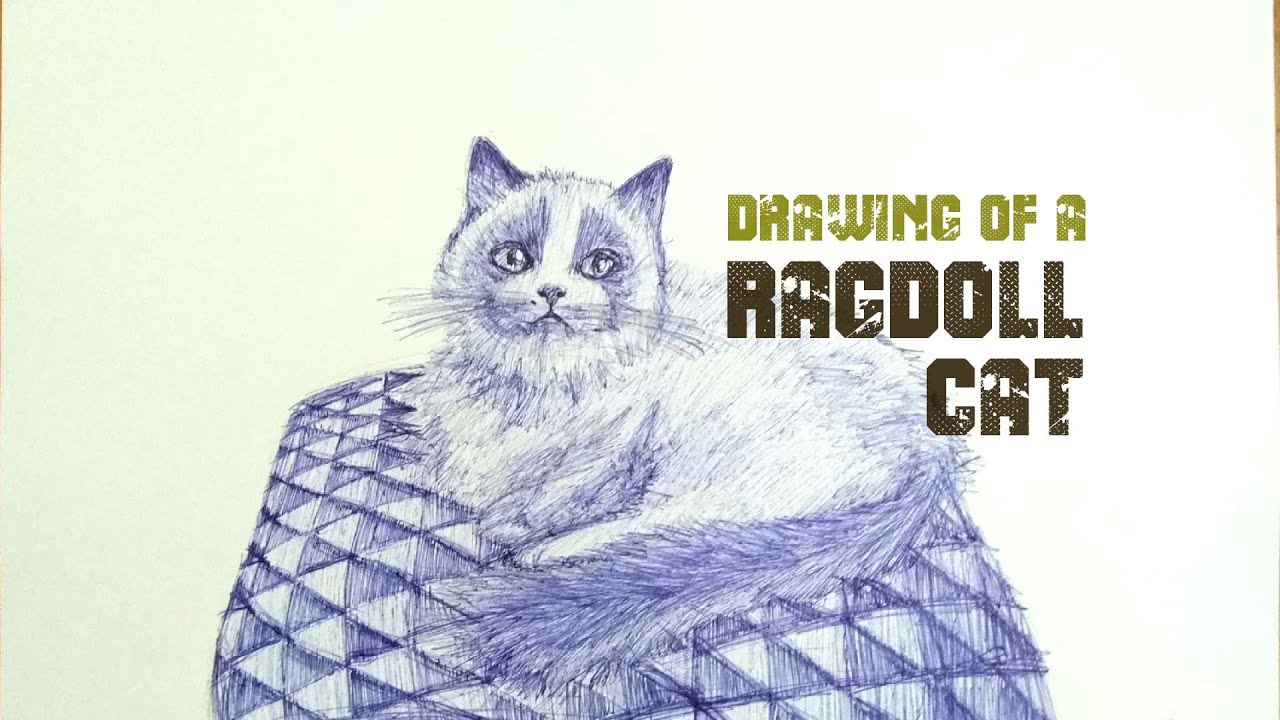 Drawing a ragdoll cat - YouTube