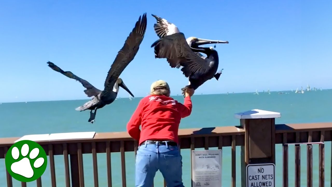 Man takes brave leap to save pelican - YouTube