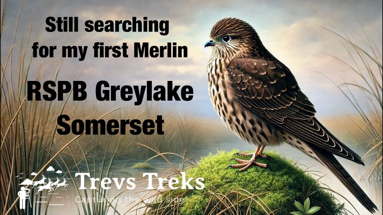 Search for my first Merlin RSPB Greylake Somerset Bird watching ...