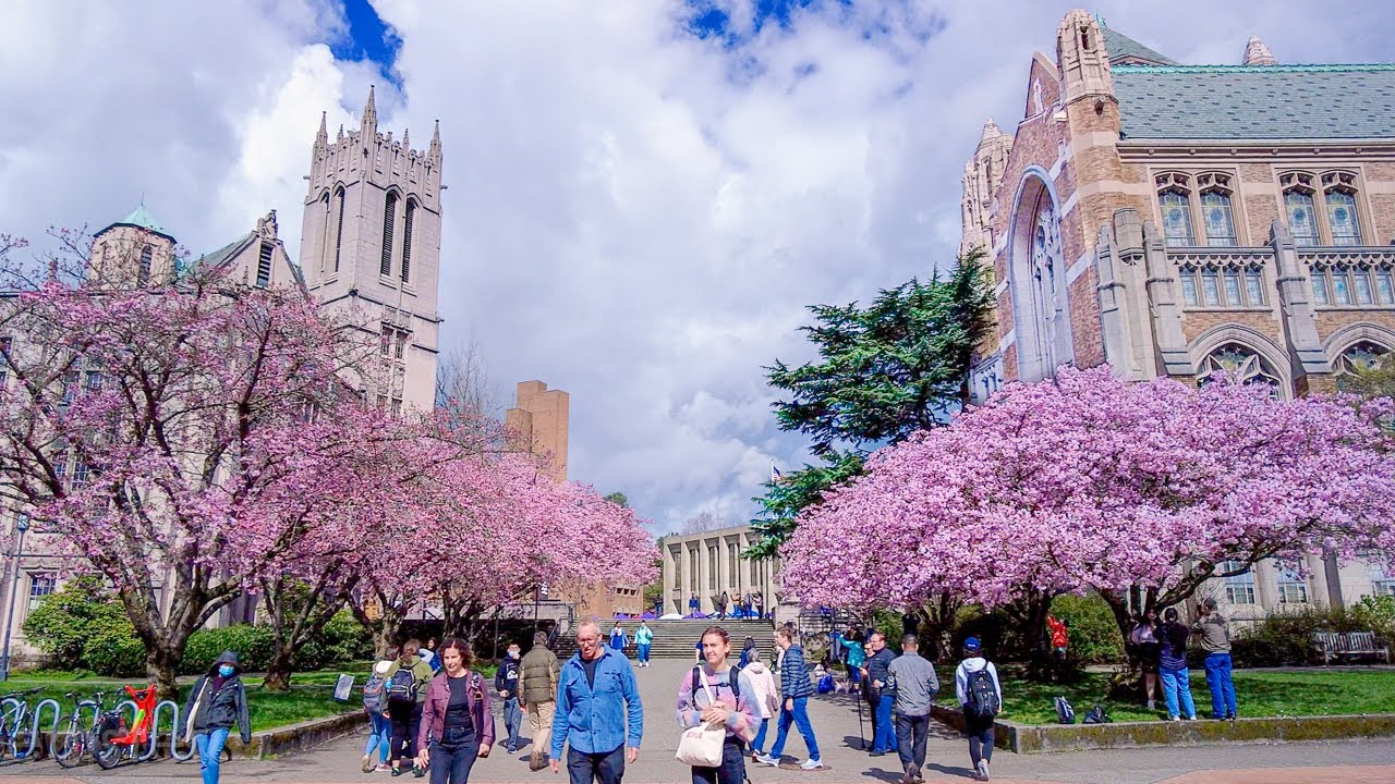 UW Seattle campus tour | Cherry Blossoms 🌸 | Seattle Walk 2022 🚶 - YouTube