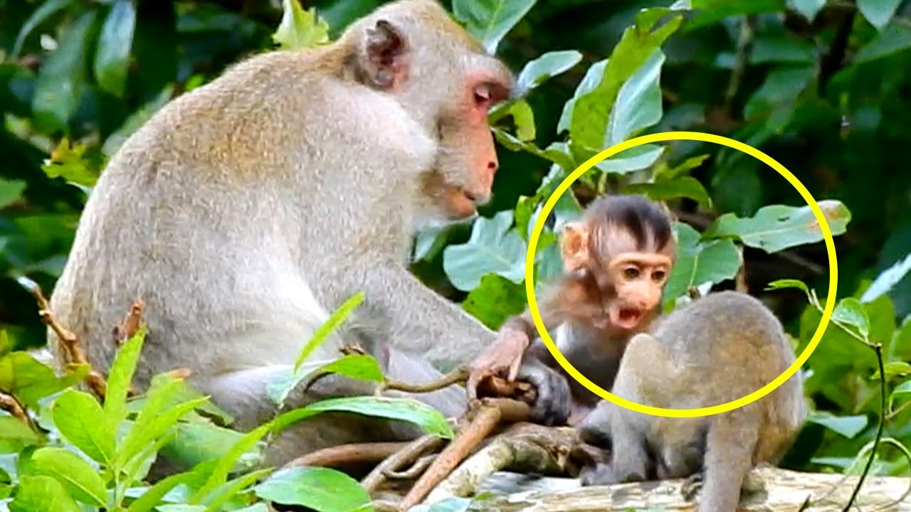OMG.. Jazzy Monkey Bowing Head By Fear Hurting Brady Monkey Bitee Chase ...