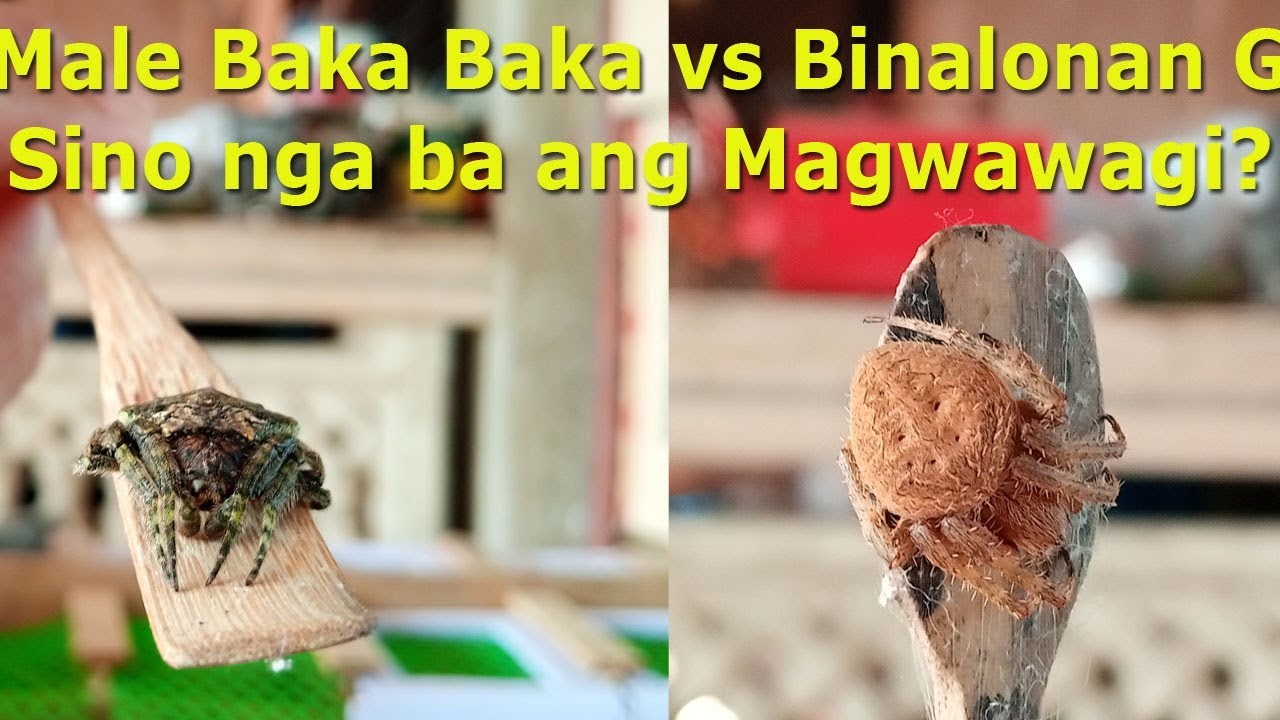 Male Baka Baka vs Binalonan G - YouTube