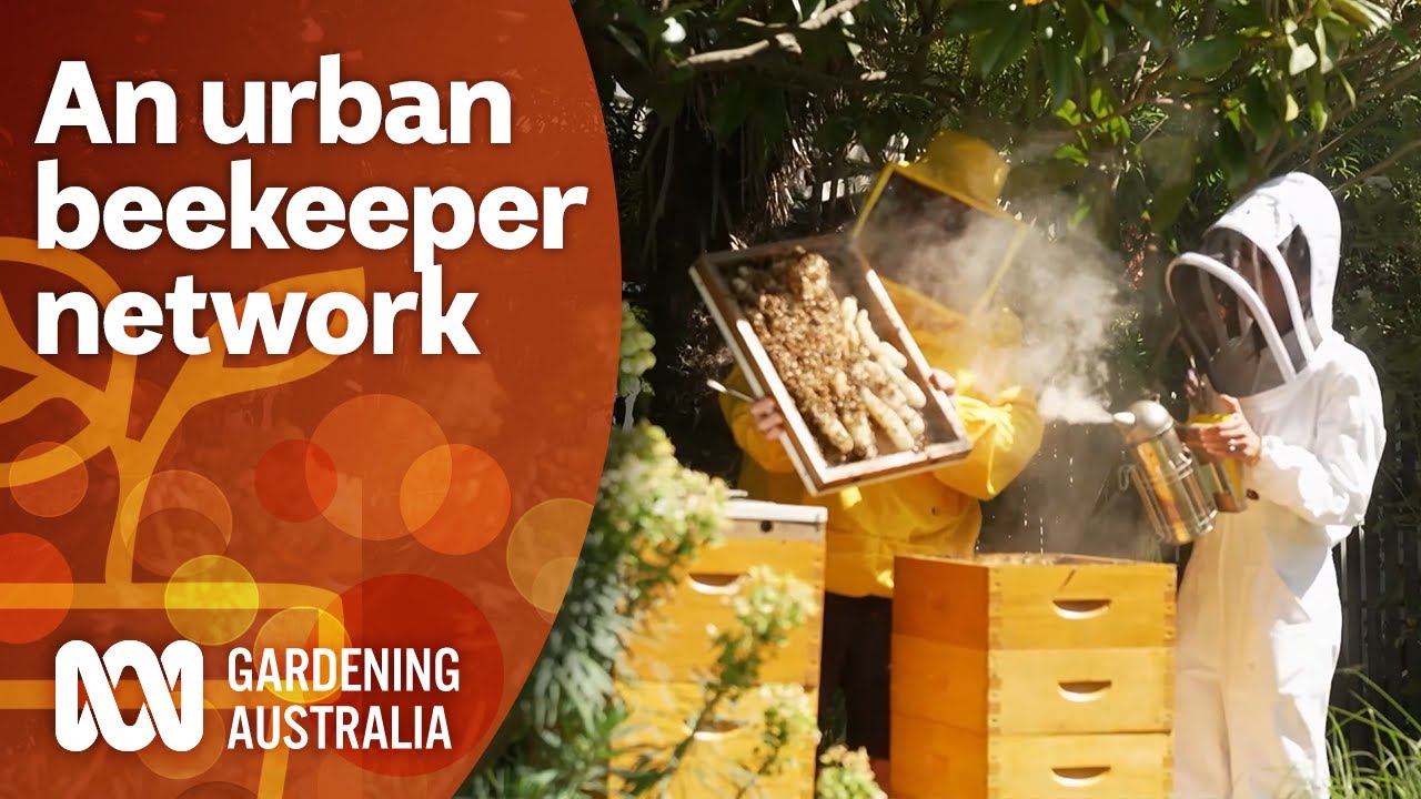 How urban beekeeping network Honeyfingers is showcasing the importance ...