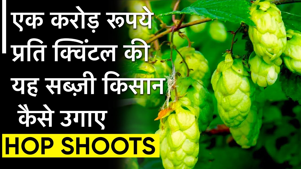 Hop Shoots Vegetable Farming in India | Hop Shoots Ki Kheti Kaise Kare ...