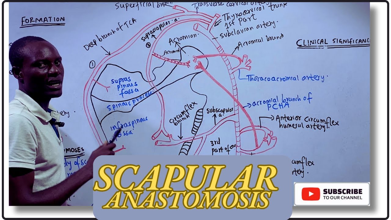 Scapular Anastomosis Simplified: Mnemonics & Detailed Anatomy Explained ...