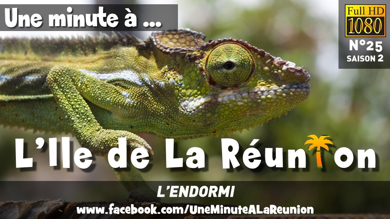 L'Endormi (Caméléon panthère) - Une minute à l'Ile de La Réunion - HD ...