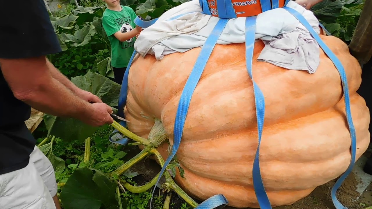 1000 lb++ Pumpkin lifting with Mark & Jackson - YouTube