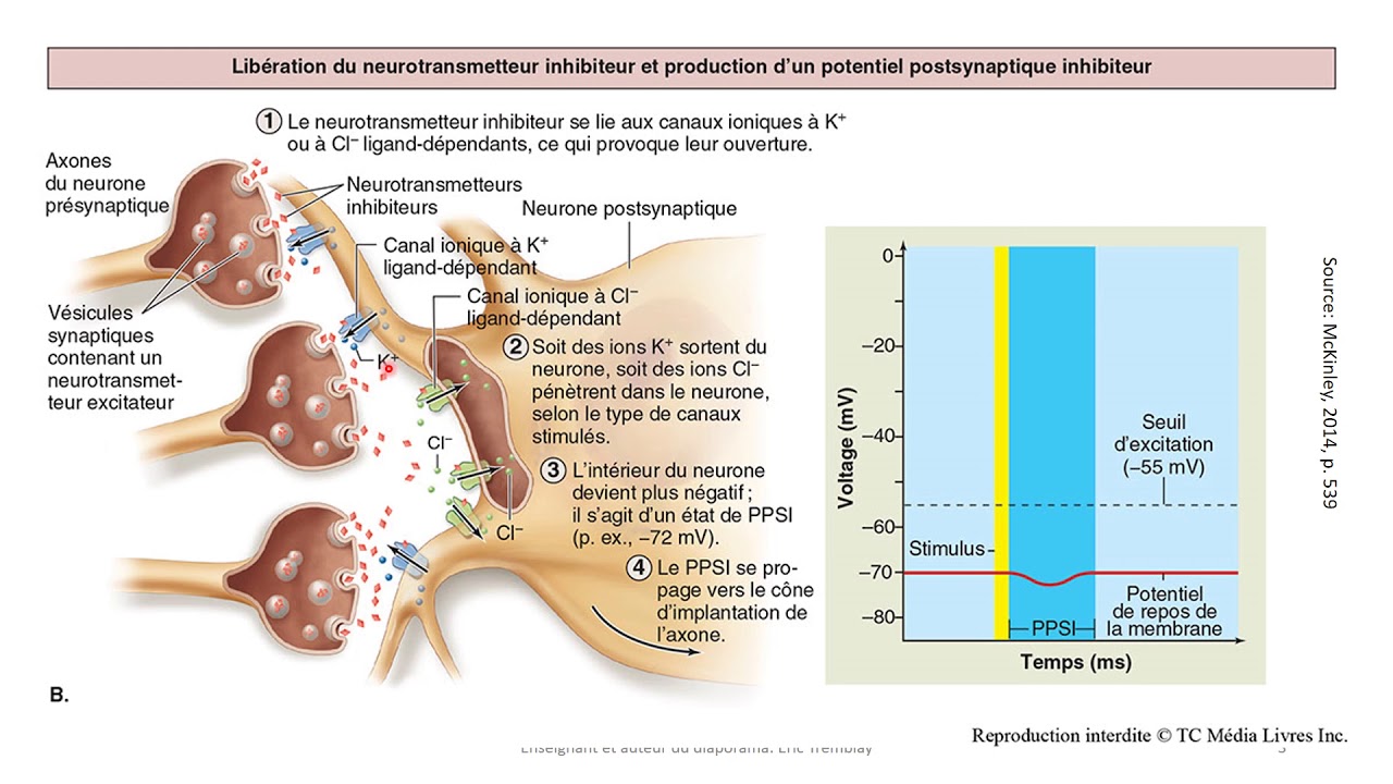 Physiologie du neurone - Explication des concepts PPSI et PPSE - YouTube